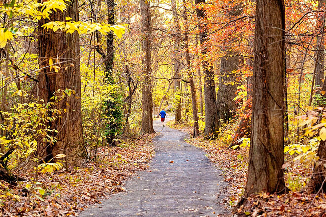 Old Forest Trail at Overton Park