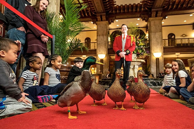 Peabody Ducks