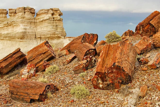 Petrified Forest National Park