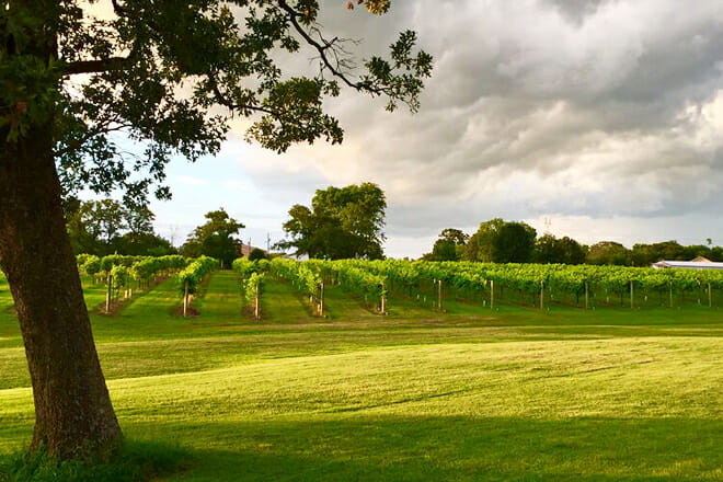 Piney Woods Wine Trail