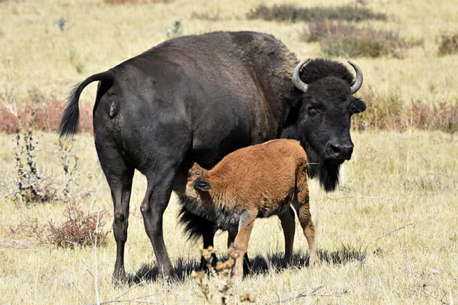 Rocky Mountain Arsenal Wildlife Refuge