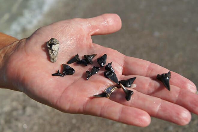 Search for Shark&rsquo;s Teeth in Venice