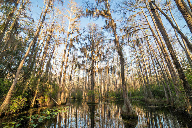Stephen C. Foster State Park