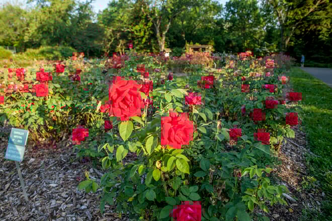 Whetstone Park / Park of Roses