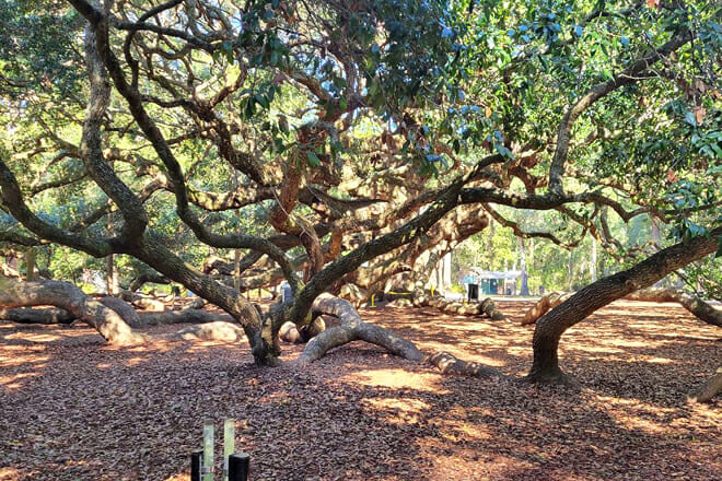 Angel Oak Tree