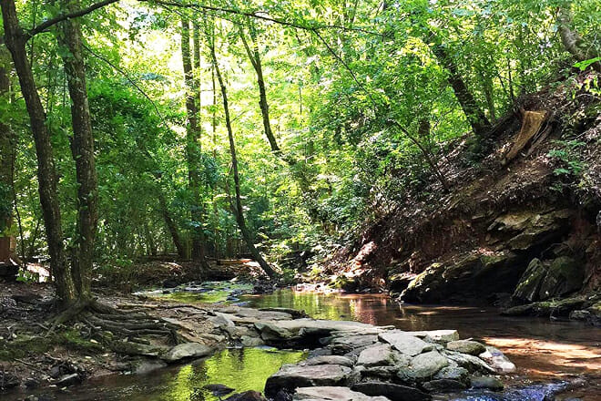 Big Trees Forest Preserve