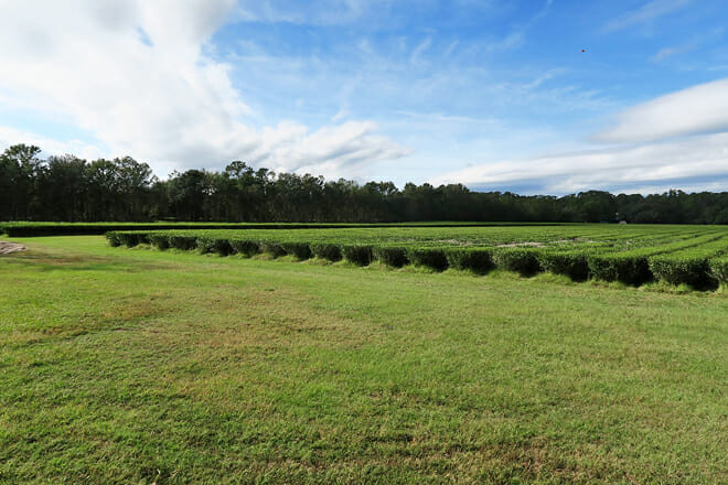 Charleston Tea Garden (Formerly Charleston Tea Plantation)