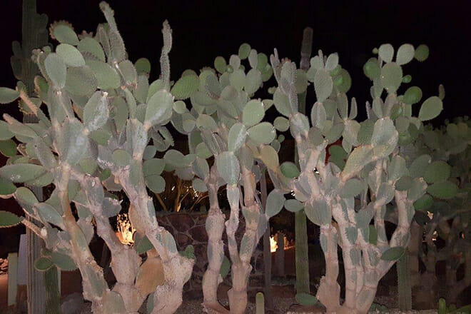 Desert Botanical Garden