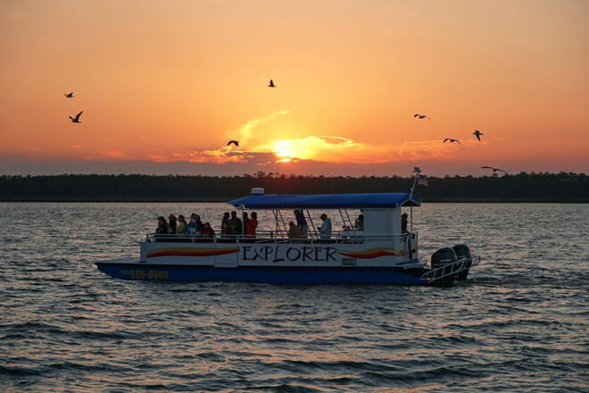 Dolphin & Sailing Tours by Cetacean Cruises