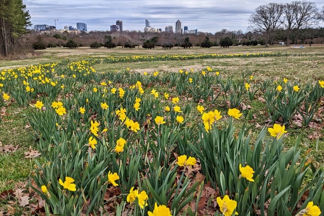 Dorothea Dix Park