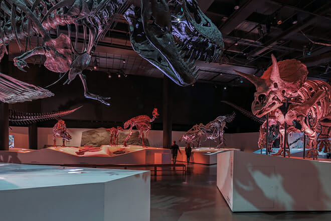 Houston Museum Of Natural Science