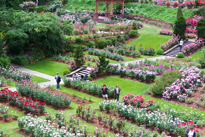 international rose test garden