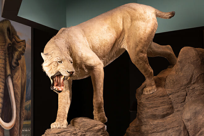 La Brea Tar Pits and Museum