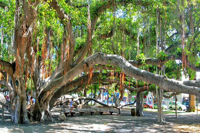 Lahaina Banyan Tree