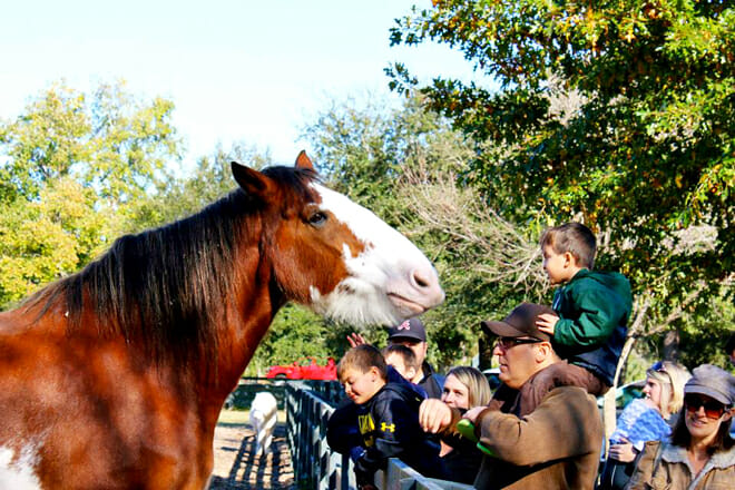 lawton stables petting zoo