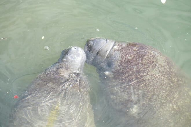 Manatee Viewing Center