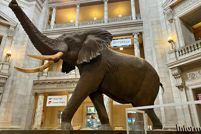 National Museum of Natural History