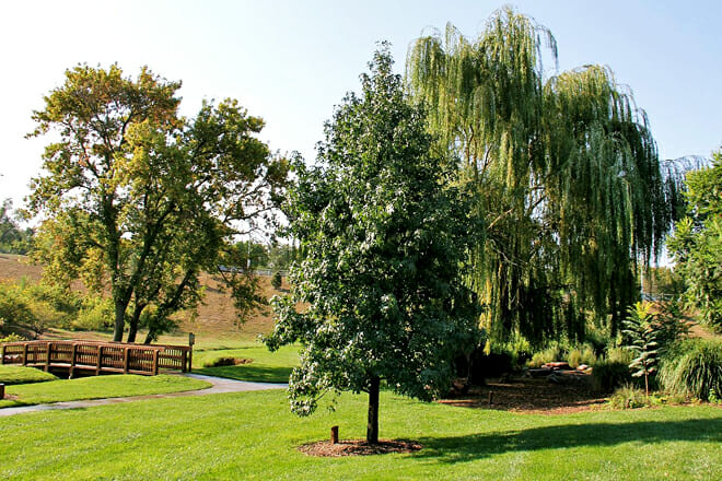 OPPD Arboretum
