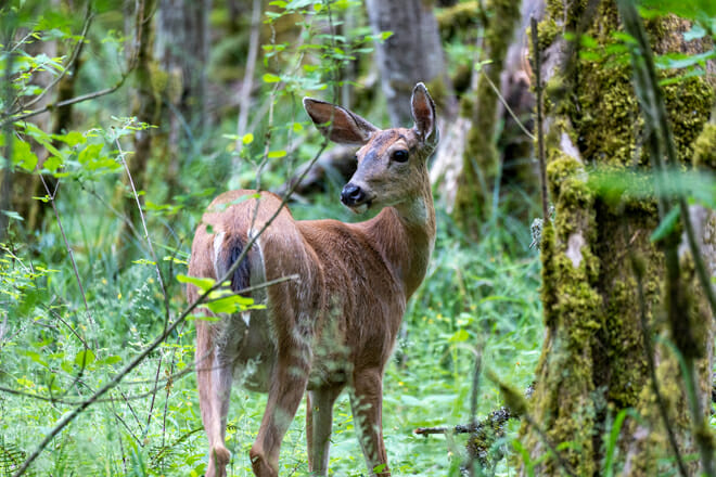 oaks bottom wildlife refuge