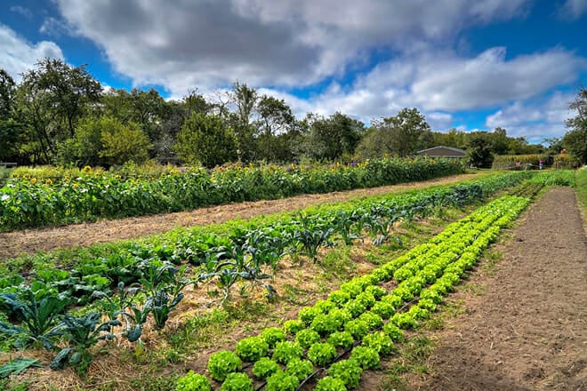 Queens County Farm Museum