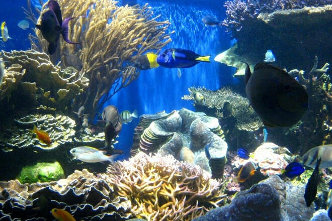 Reef Exploration at Night