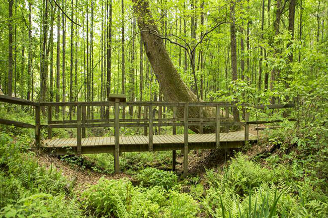 Reynolds Nature Preserve