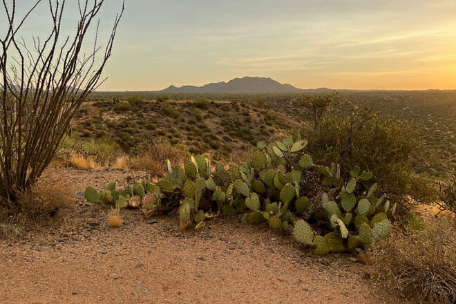 Sonoran Desert