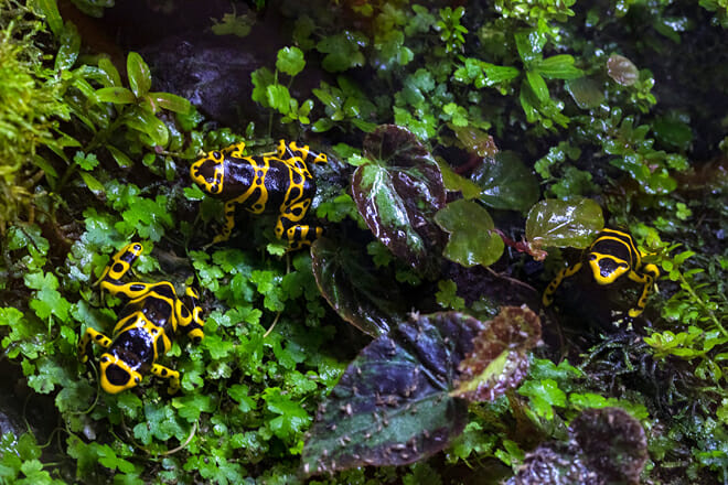 Summer Safari Nights at Reid Park Zoo