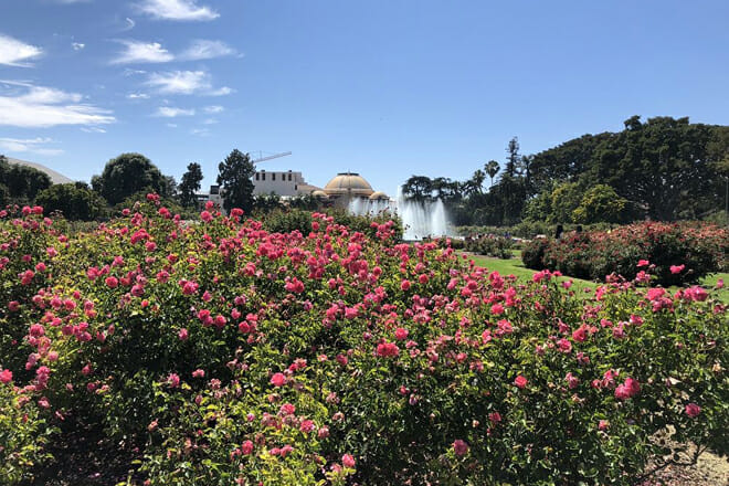 The Rose Garden