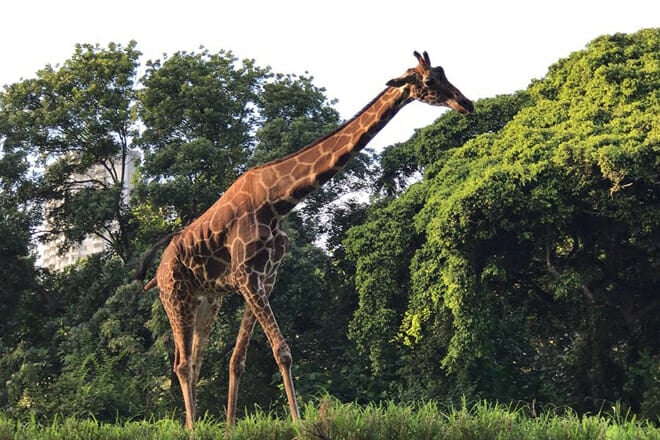 Twilight Tour at the Honolulu Zoo