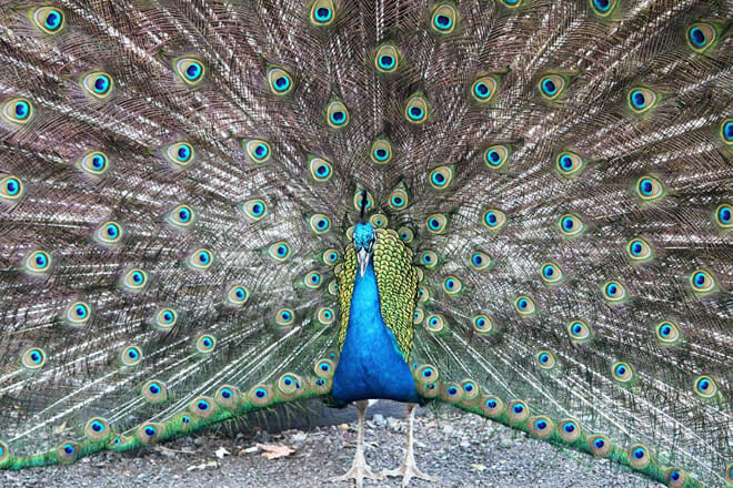 Twilight Tours at Honolulu Zoo