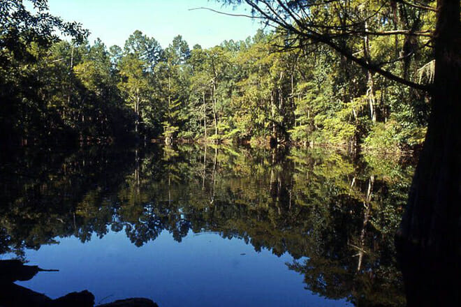 Angelina National Forest