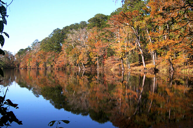 Angelina National Forest
