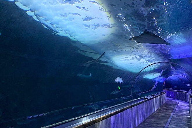 Aquarium of the Bay