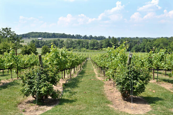 Arrington Vineyards
