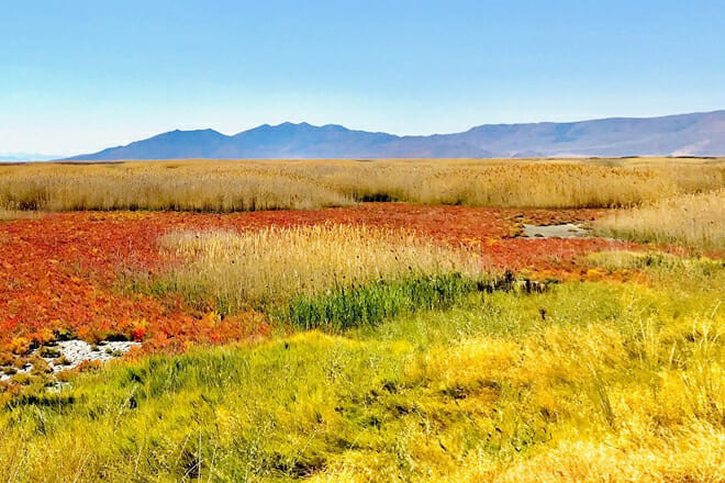 Bear River Migratory Bird Refuge