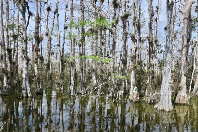 Big Cypress National Preserve