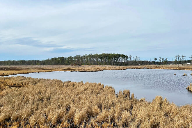 Blackwater National Wildlife Refuge