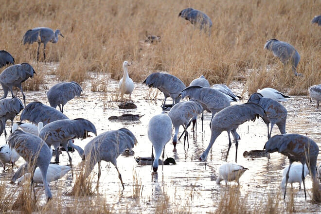 Bosque Del Apache Wildlife Refuge