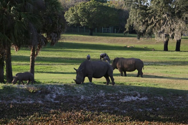Busch Gardens Tampa Bay