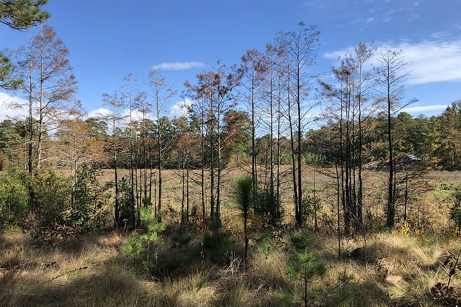 Carvers Creek State Park