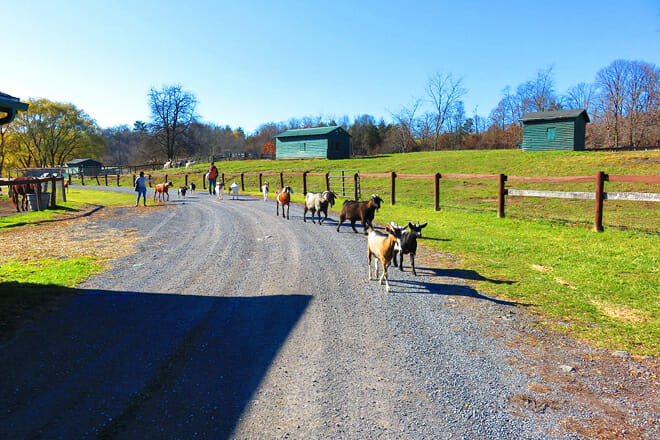 Catskill Animal Sanctuary