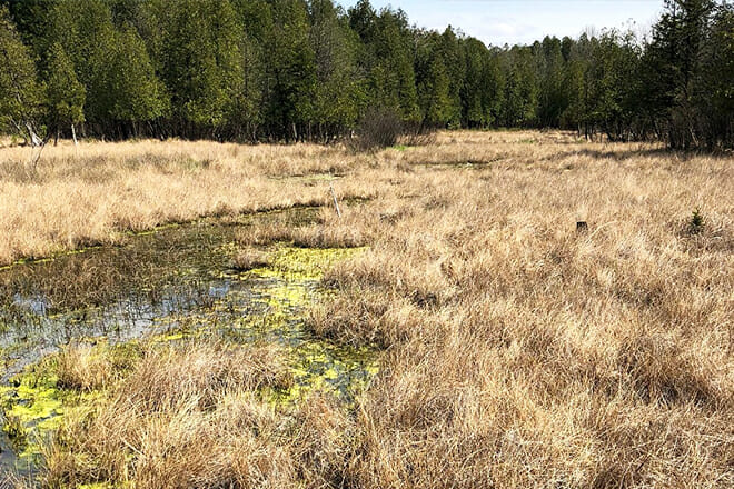 Cedar Bog Nature Preserve