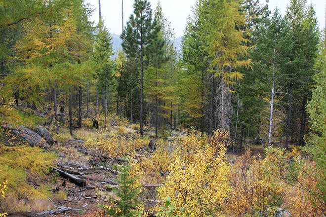Colville National Forest
