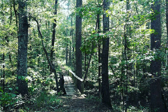 Davy Crockett National Forest