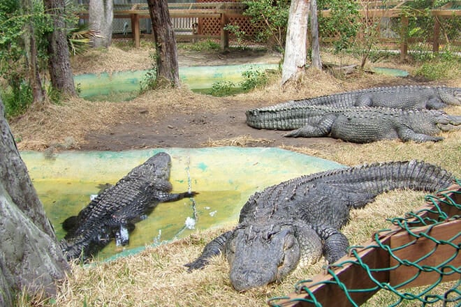 Edisto Island Serpentarium