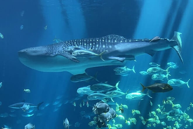 Georgia Aquarium
