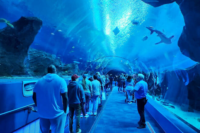 Georgia Aquarium