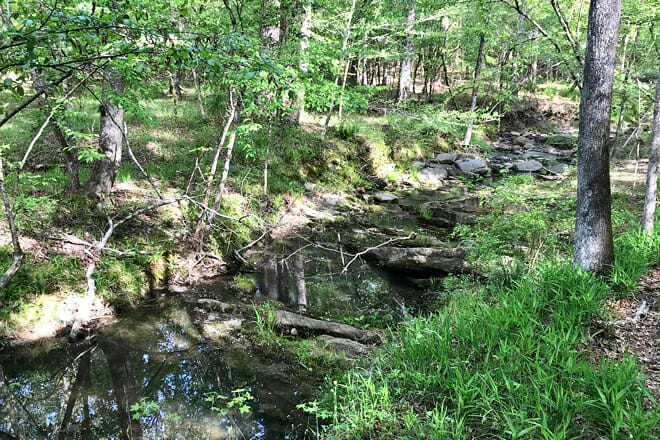 Harbison State Forest