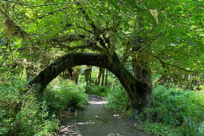 Hoh Rainforest